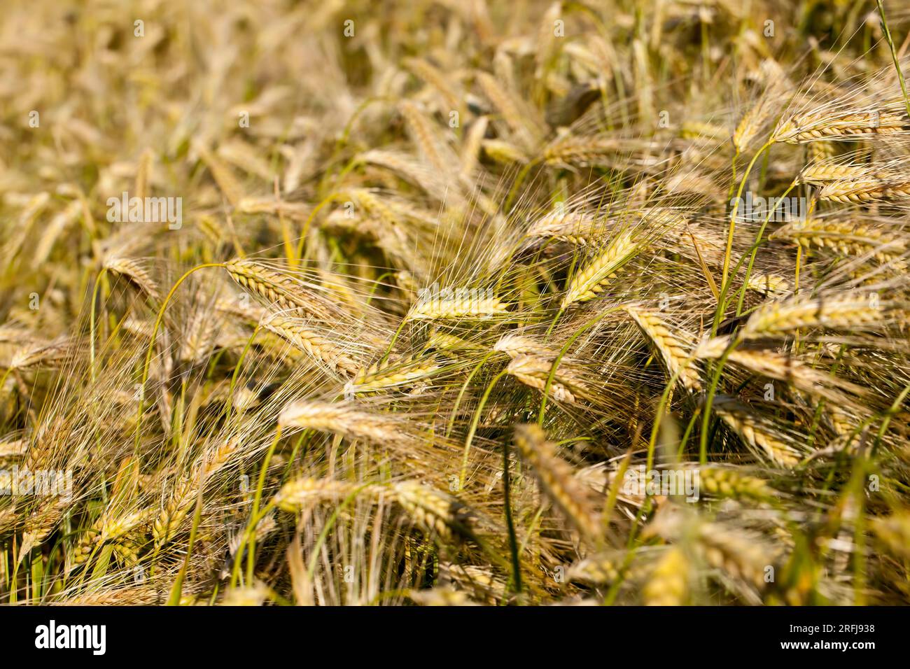 ripening rye in an agricultural field, rye changes color from green to ...