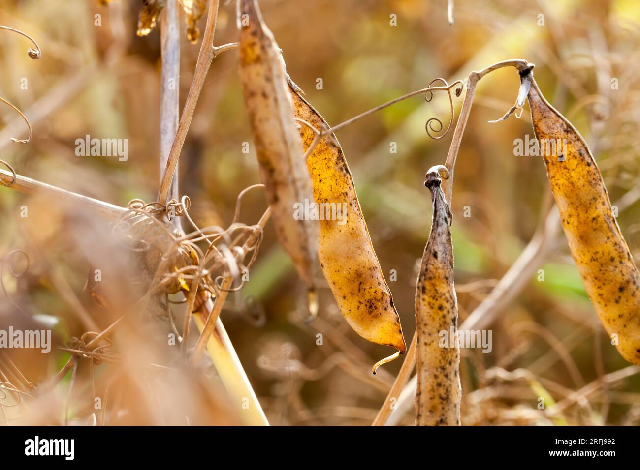 the field with the pea crop is yellow, the pea plants are yellow and ...