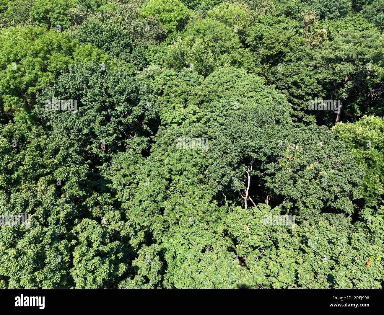 trees covered with green foliage in summer, summer season with green ...
