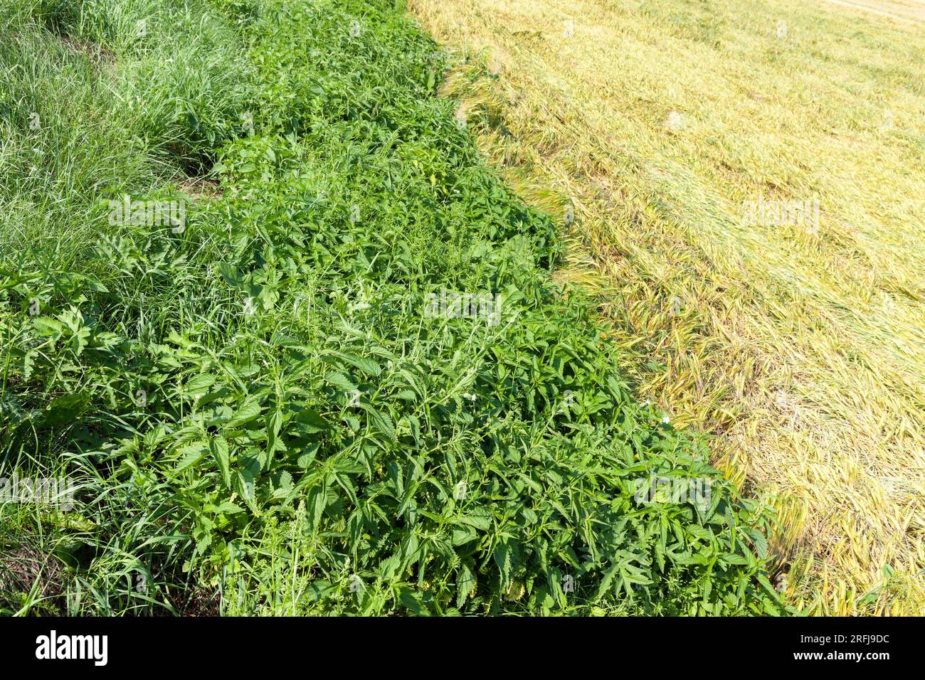 nettle growing next to an agricultural field with wheat, a combination ...