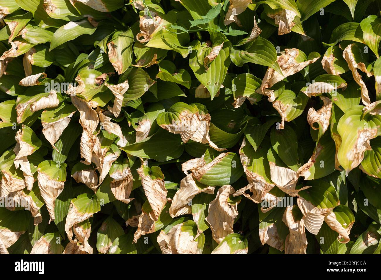 the leaves dried up from the heat on the flowers in summer, part of the ...