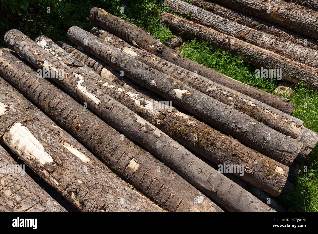 logs of coniferous pines stacked together during wood harvesting, wood ...