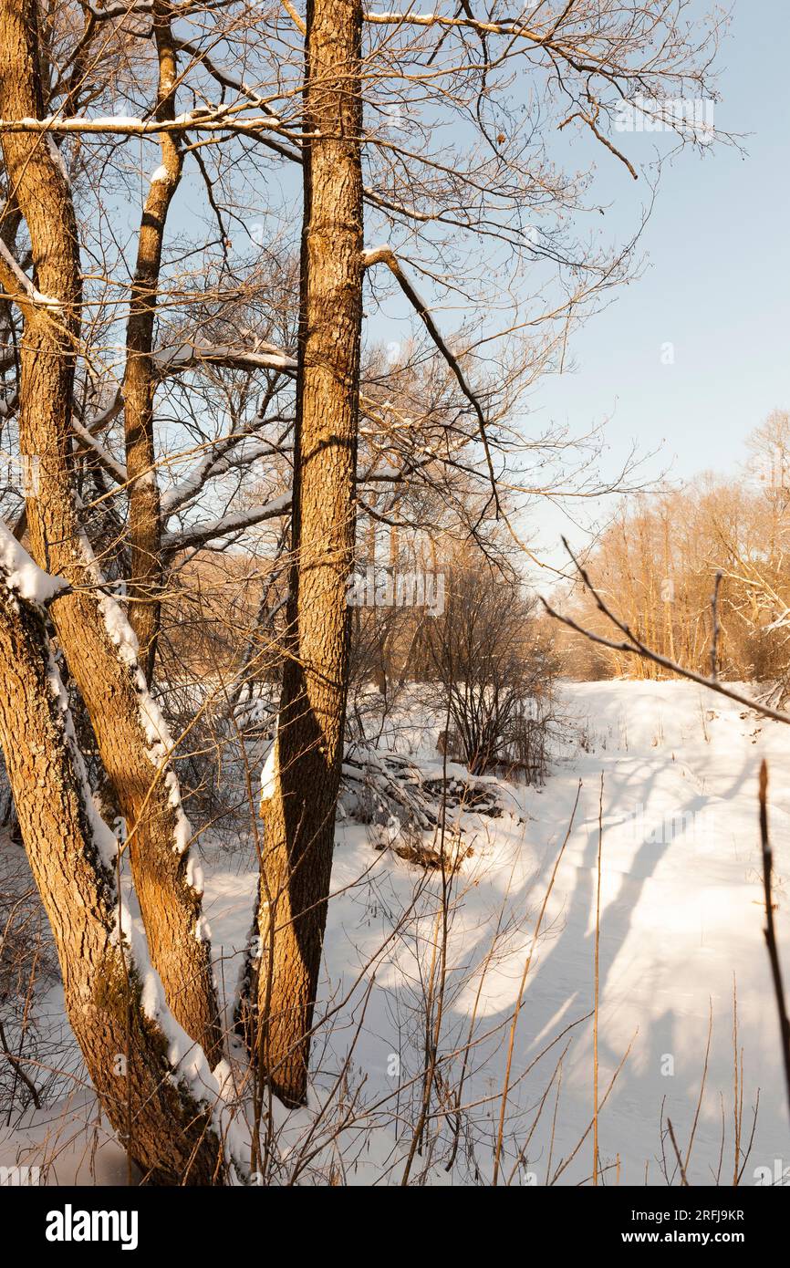 snow and ice covered trees and other plants in winter Stock Photo - Alamy