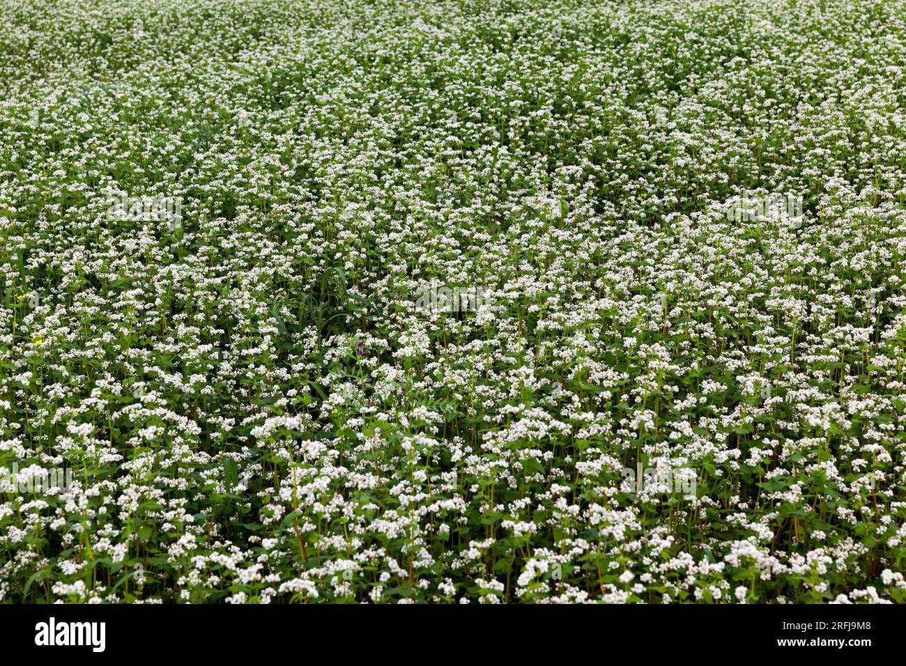 farming with the cultivation of buckwheat with white flowers, white ...
