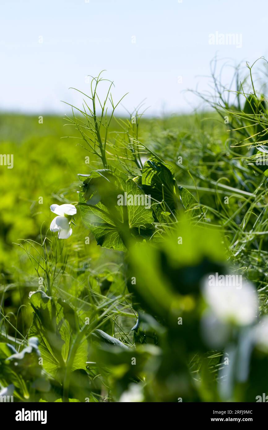 pea plants during flowering with white petals, an agricultural field ...