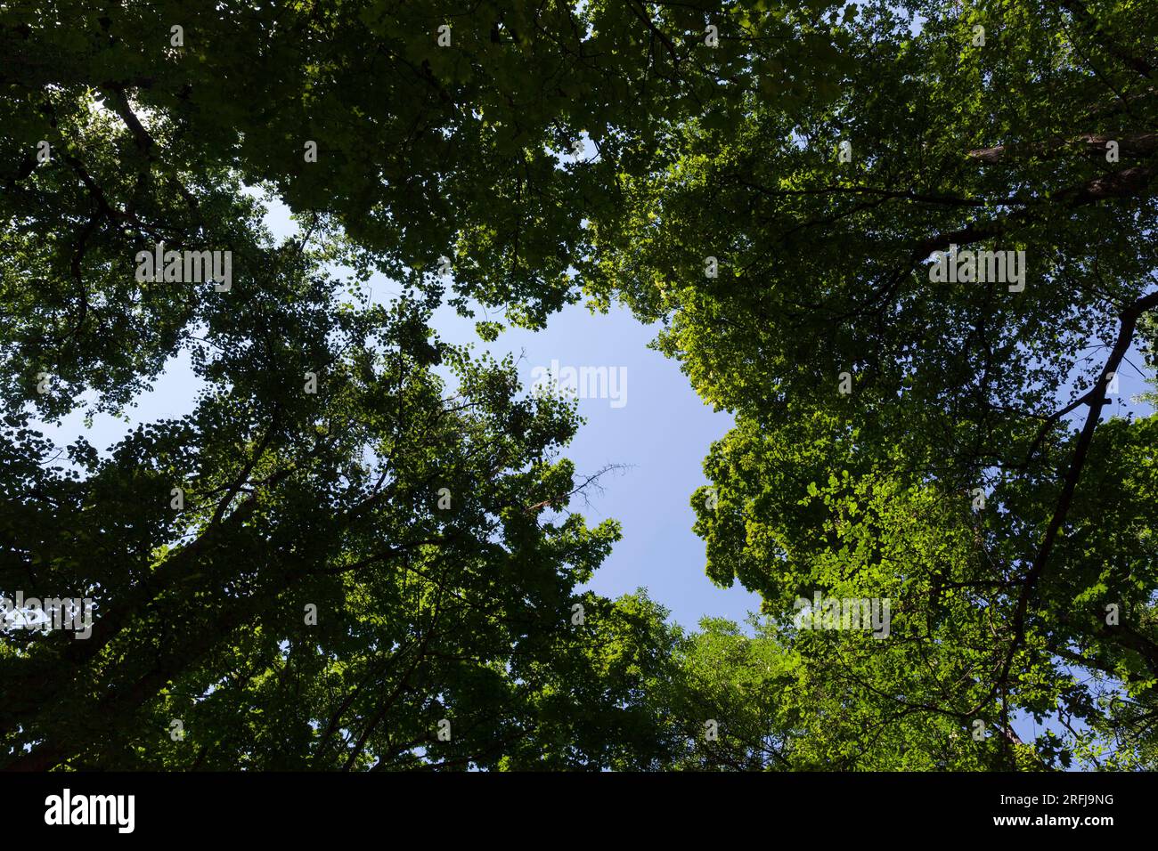 summer season with green foliage on plants, trees covered with green ...