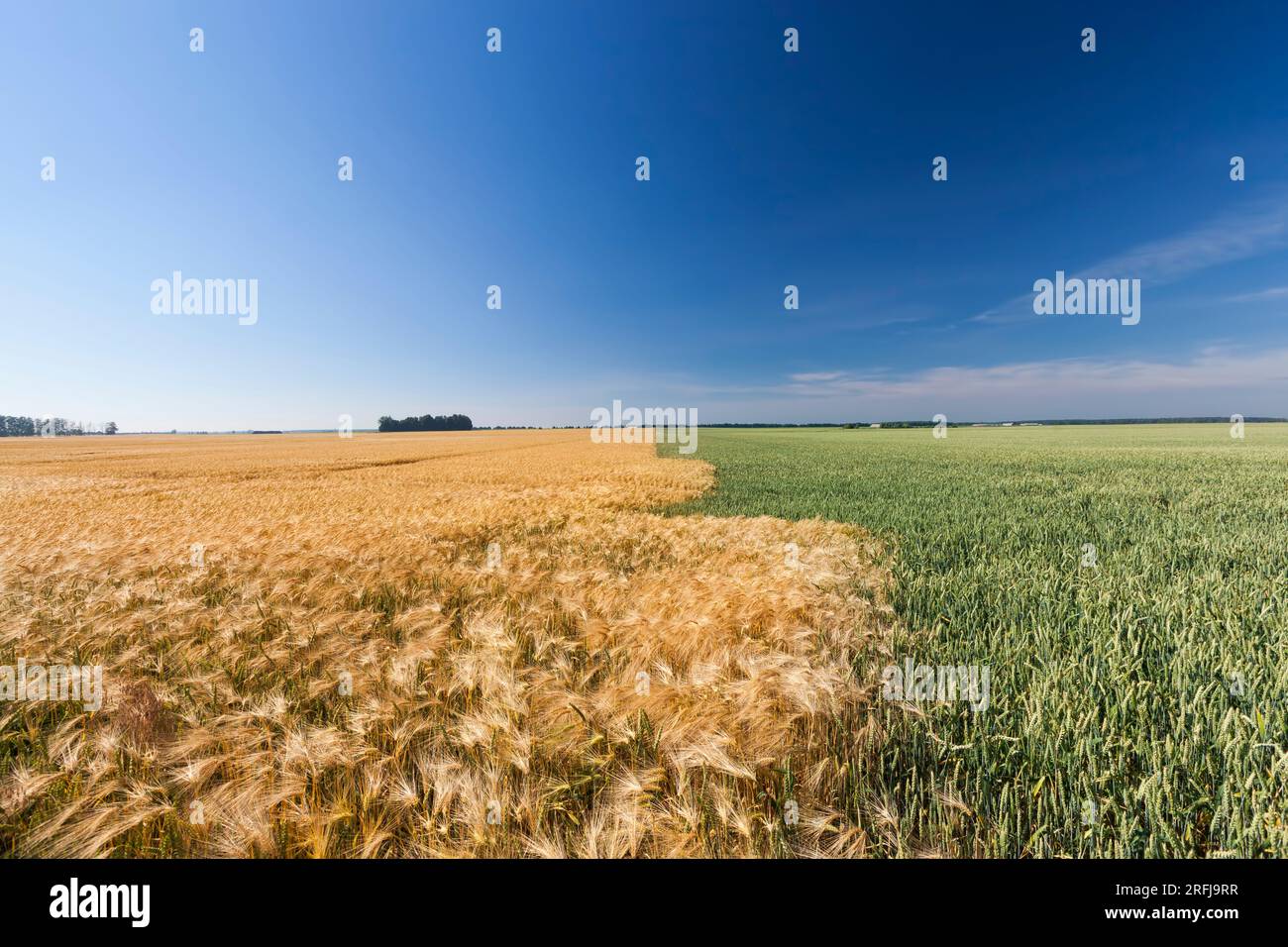 green wheat and yellow rye fields growing side by side, cereals of ...