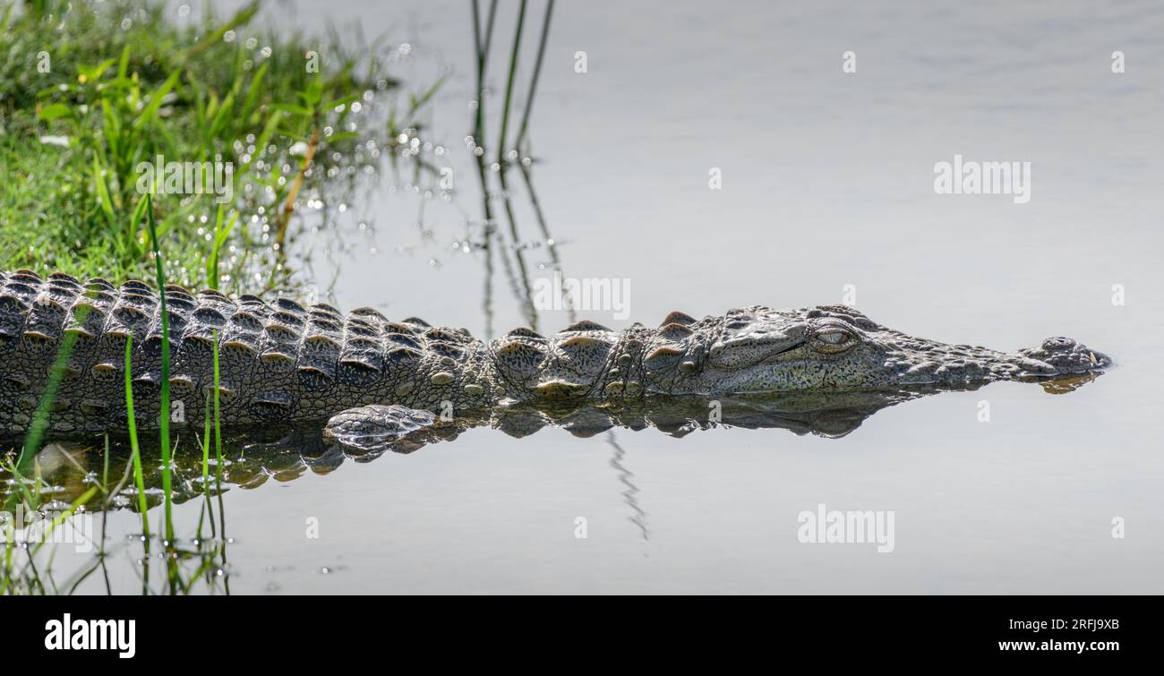 Mugger crocodile dives into the shallow lagoon water, close-up headshot ...