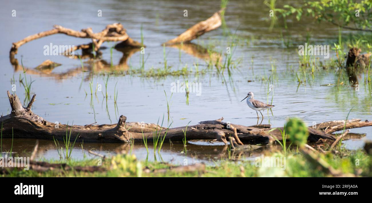Marsh sandpiper (Tringa stagnatilis) beautiful natural habitat shot in ...
