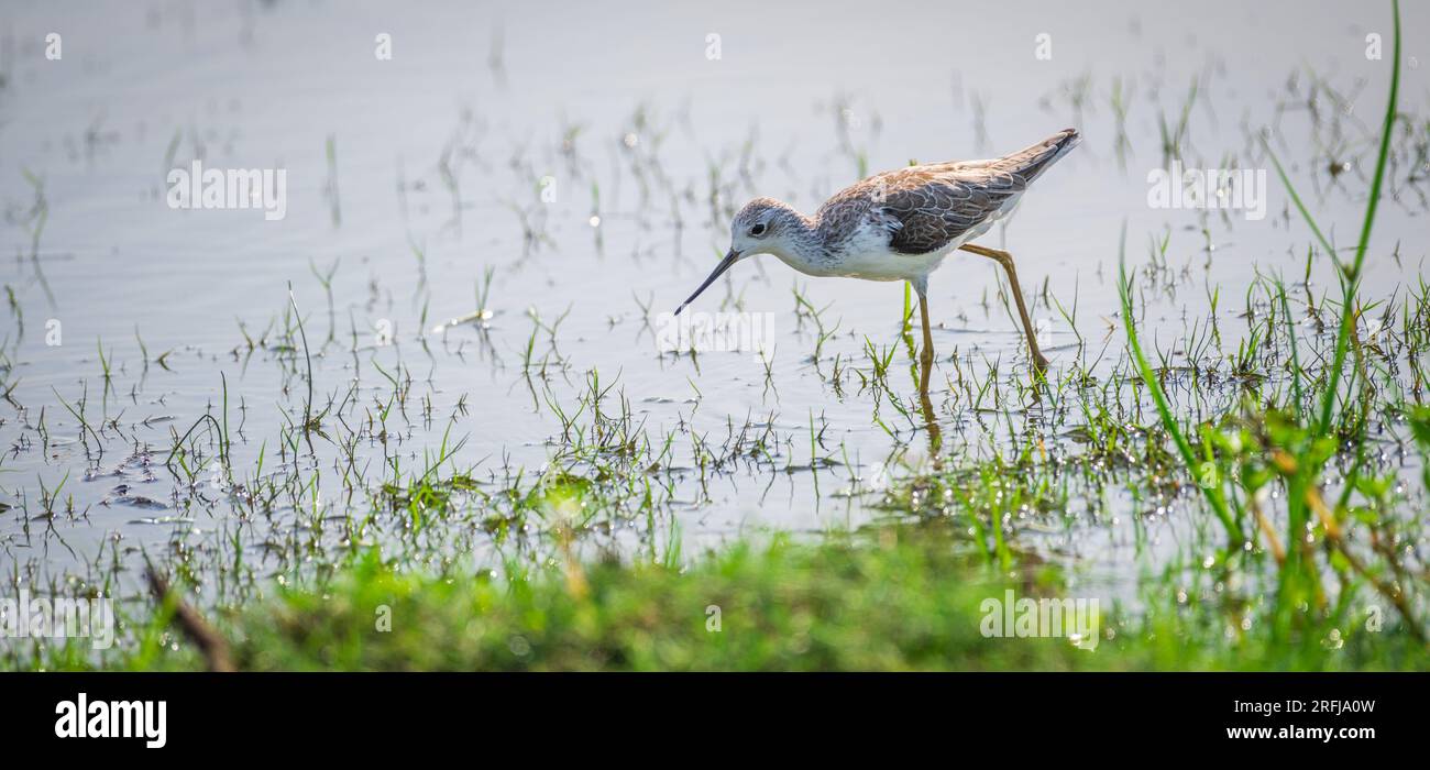 Marsh sandpiper (Tringa stagnatilis) foraging on the edge of the ...