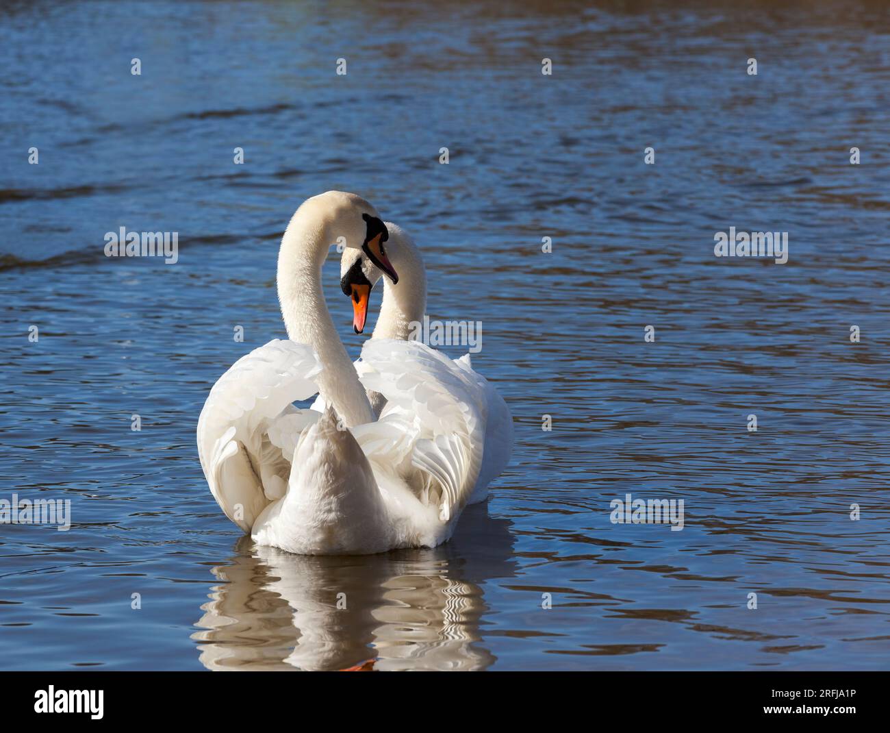 white Swan couple floating on the water, spring season for birds ...