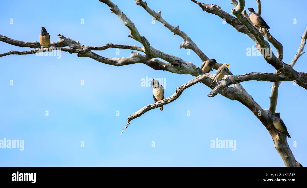 Flock of Rosy starling birds chirping on a dead tree shot on Bundala ...
