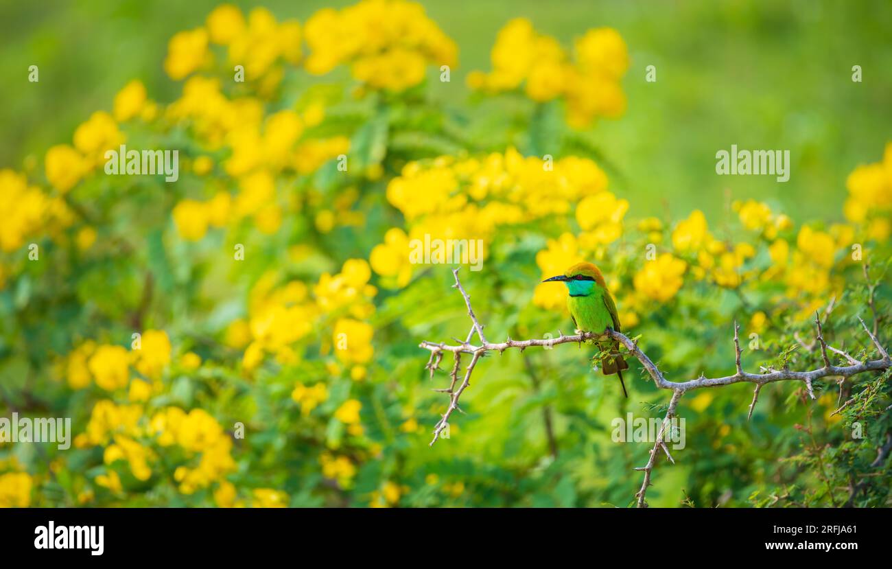 Asian bird in nature hi-res stock photography and images - Alamy