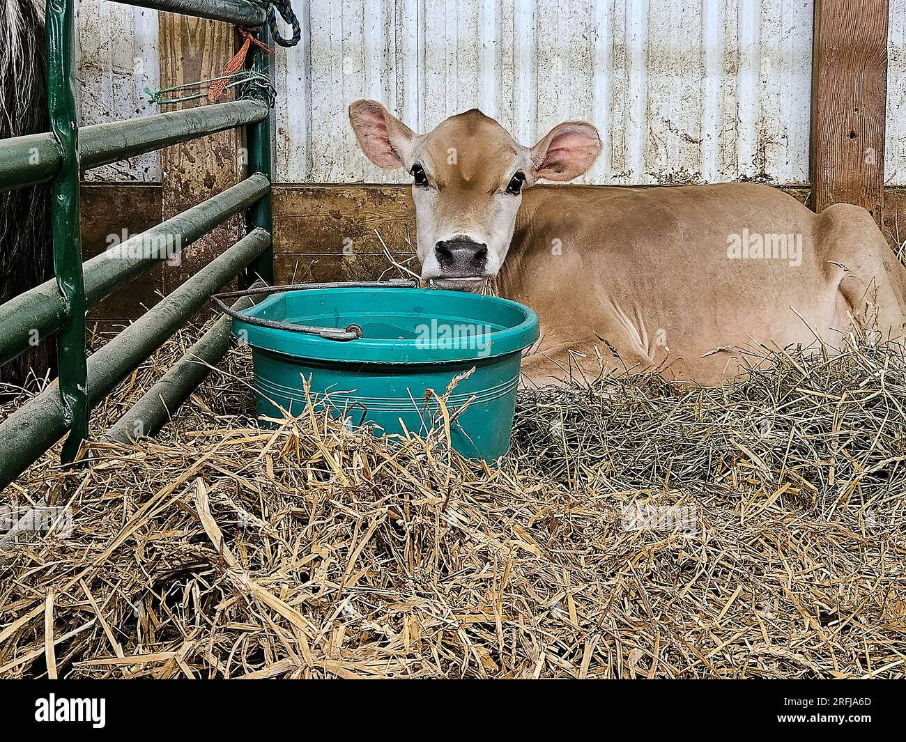 Cute brown cow laying down by green water bucket in barn stall Stock ...