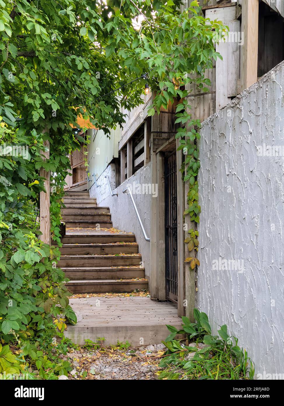 Outdoor alley stairway covered with green tree, ivy, and autumn leaves ...