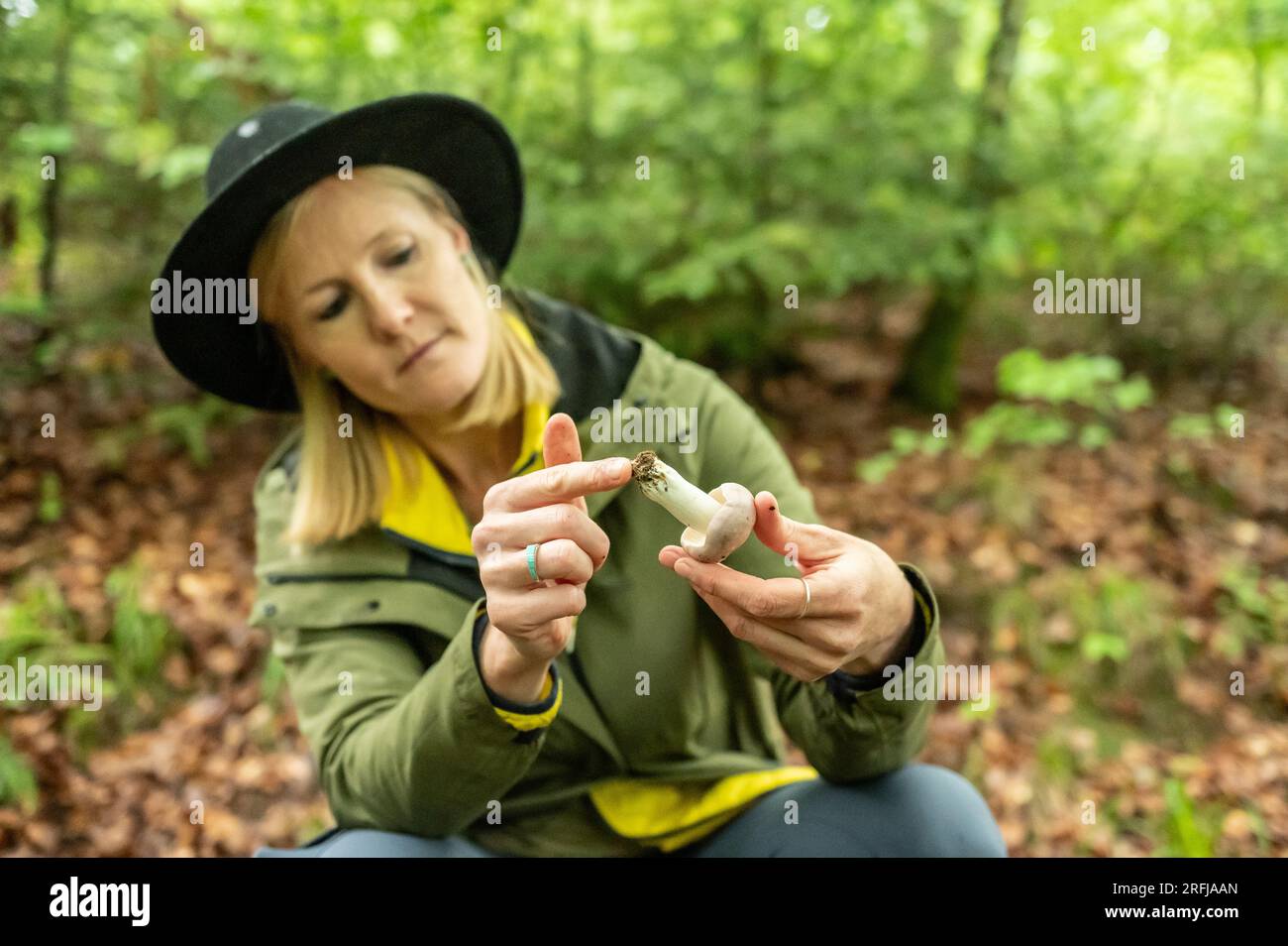 Ladys mushroom hi-res stock photography and images - Alamy