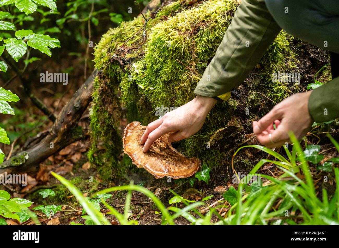 Badenweiler, Germany. 01st Aug, 2023. Nadja Frotscher, mushroom coach ...