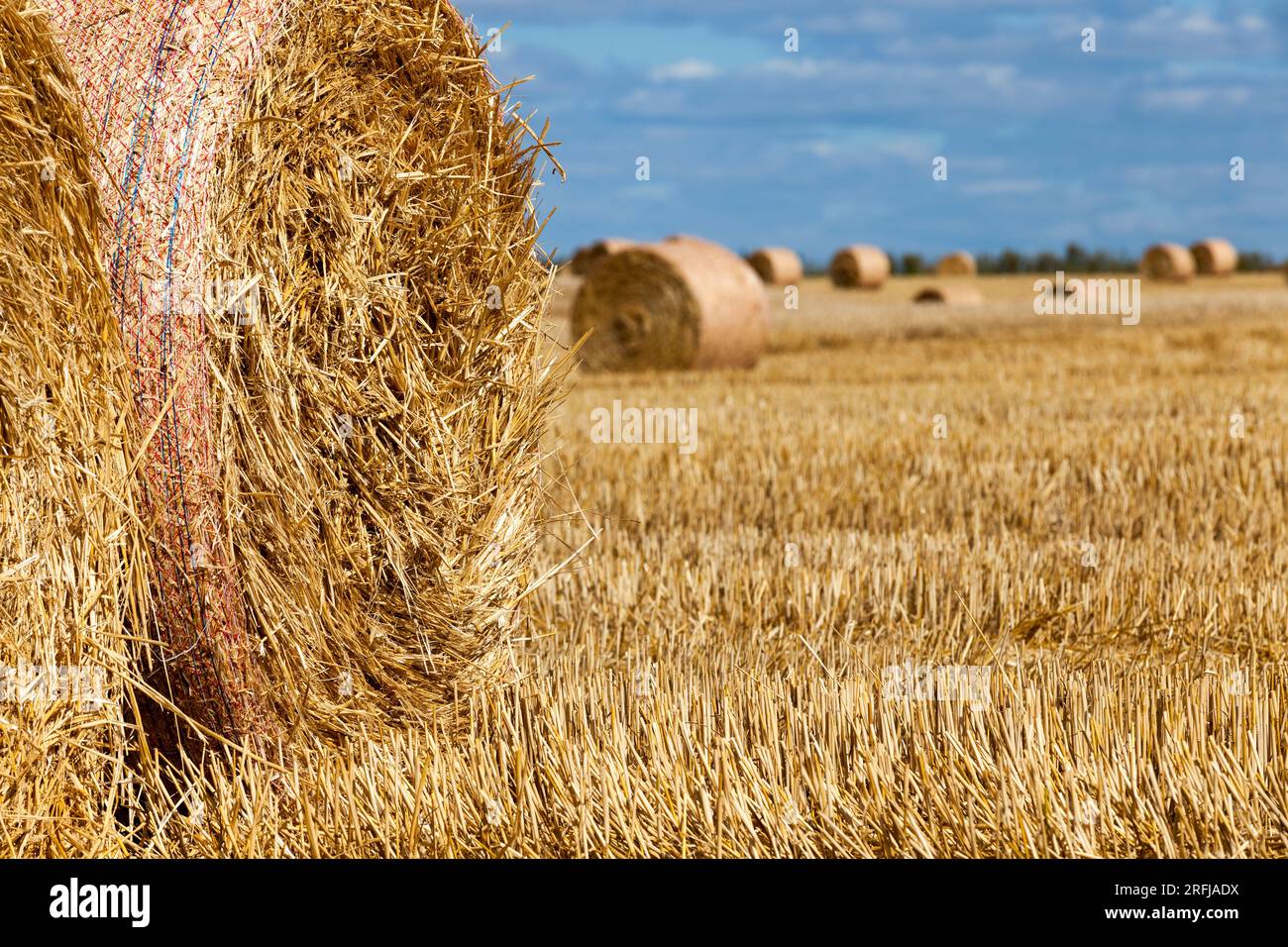 agricultural field with stacks of rye straw, stacks of rye straw left ...
