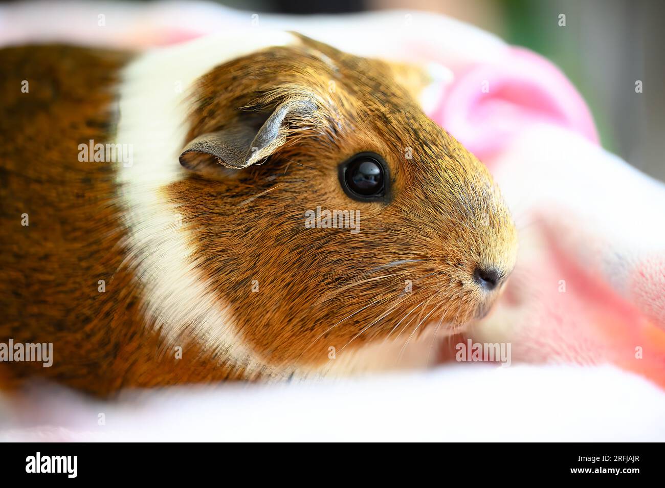 Guinea pig with inquisitive expression looking at the camera Stock ...