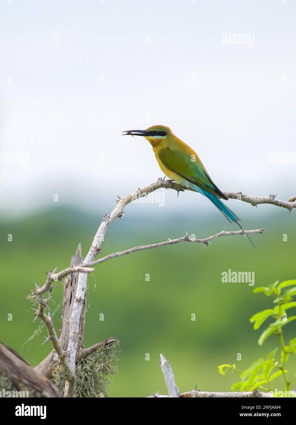 Beautiful blue-tailed bee-eater perches against the naturally pleasing background in Bundala ...