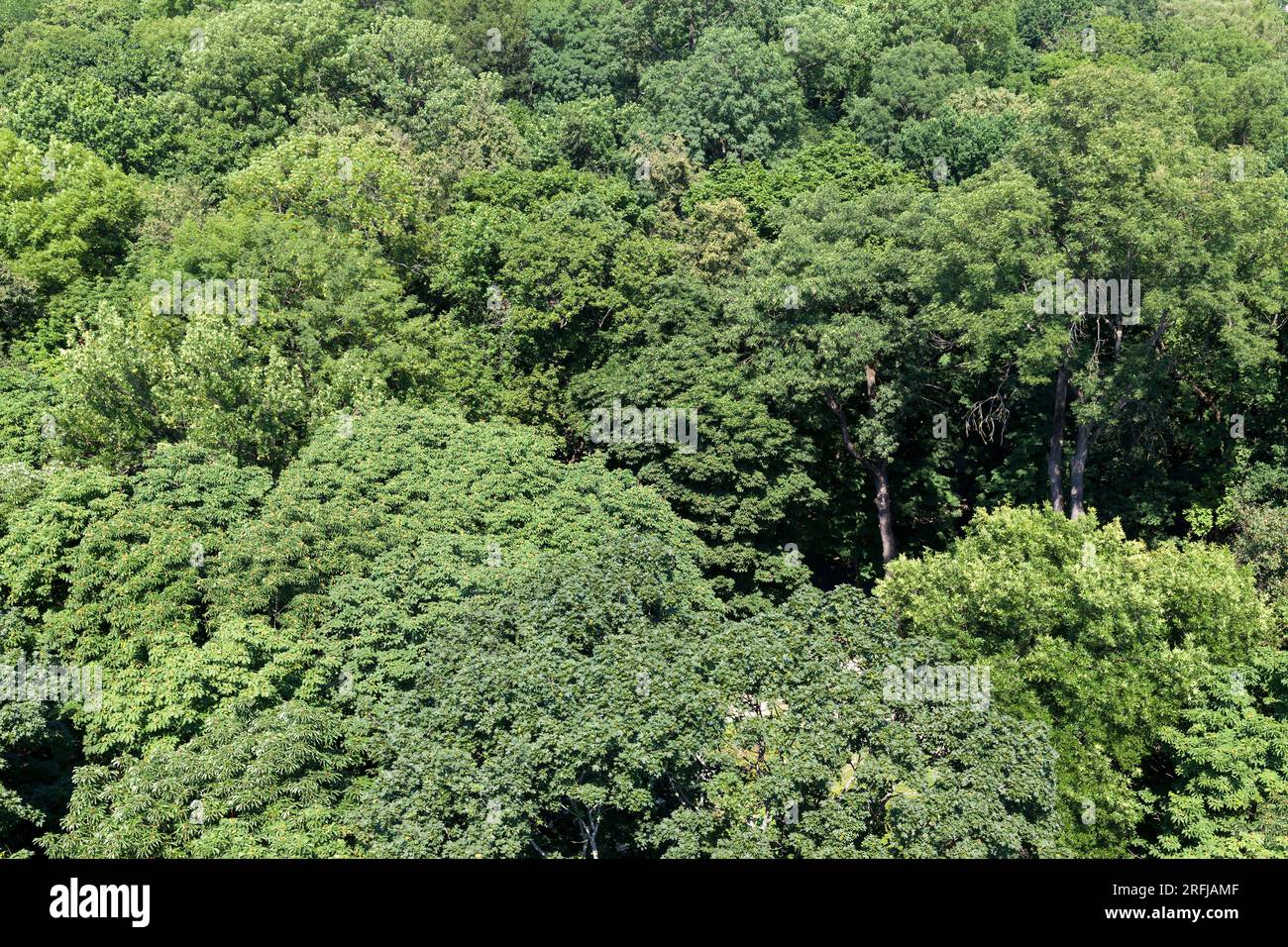 trees covered with green foliage in summer, summer season with green ...