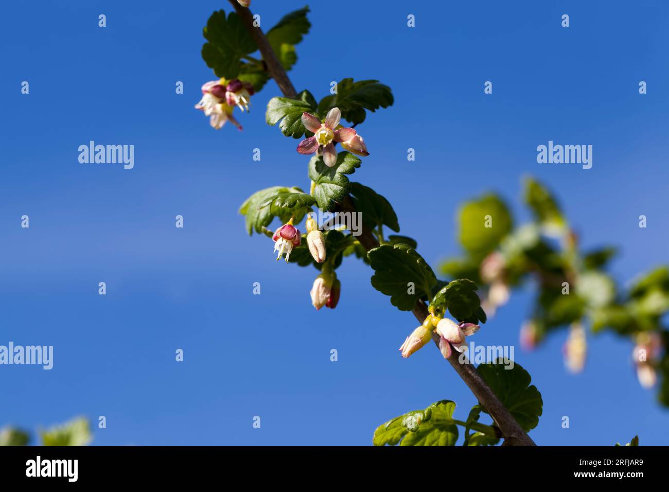 blooming gooseberries in the summer, beautiful unusual flowers ...