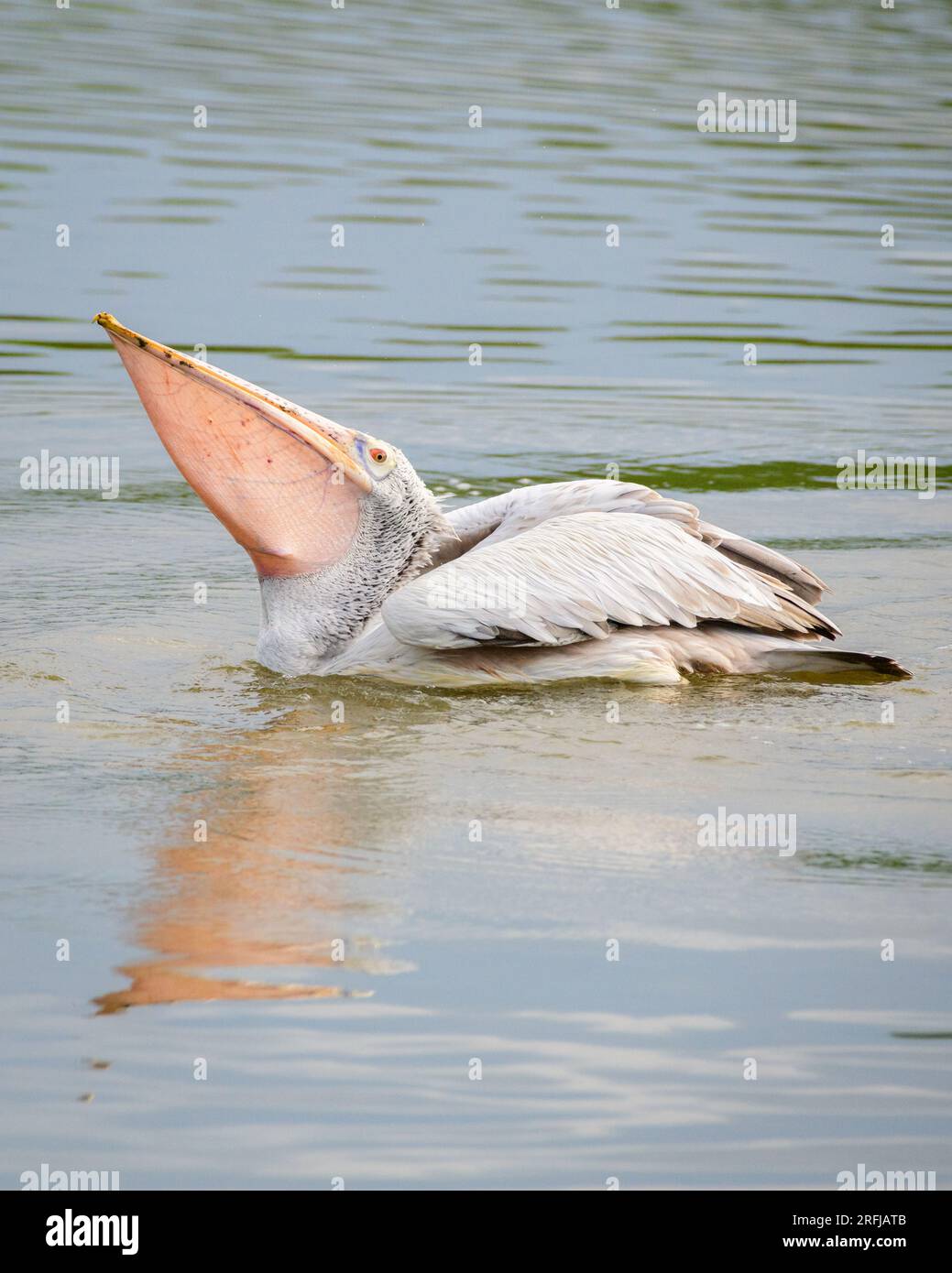 Spot-billed pelican swallowing a fish in his huge gular pouch in the ...