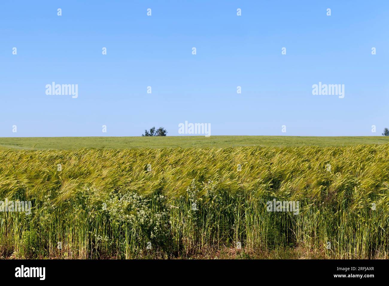 summer season rye plants against the blue sky, rye field with green ...