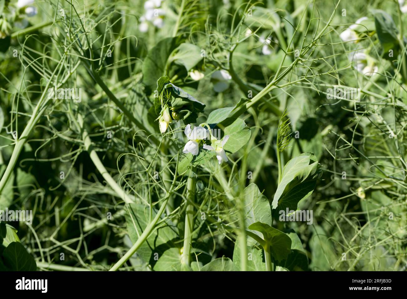 an agricultural field where green peas grow, pea plants during ...