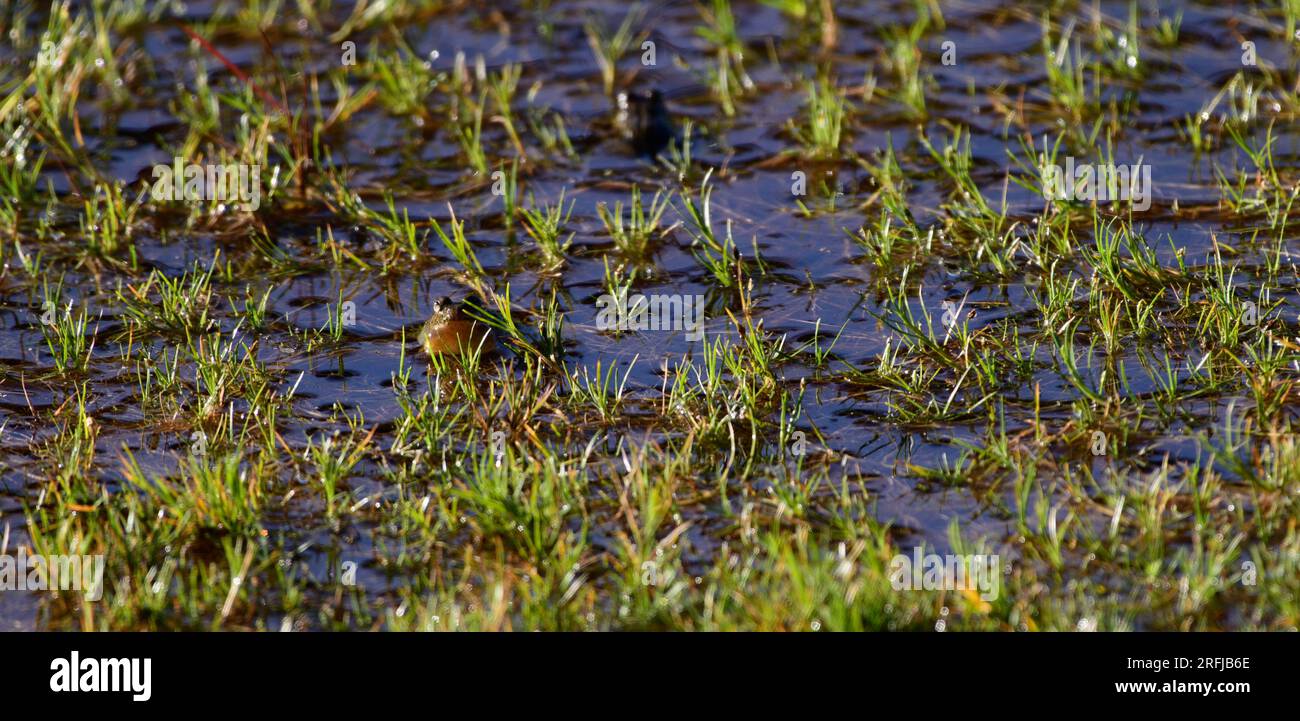 Sri lanka paddy field frog hi-res stock photography and images - Alamy