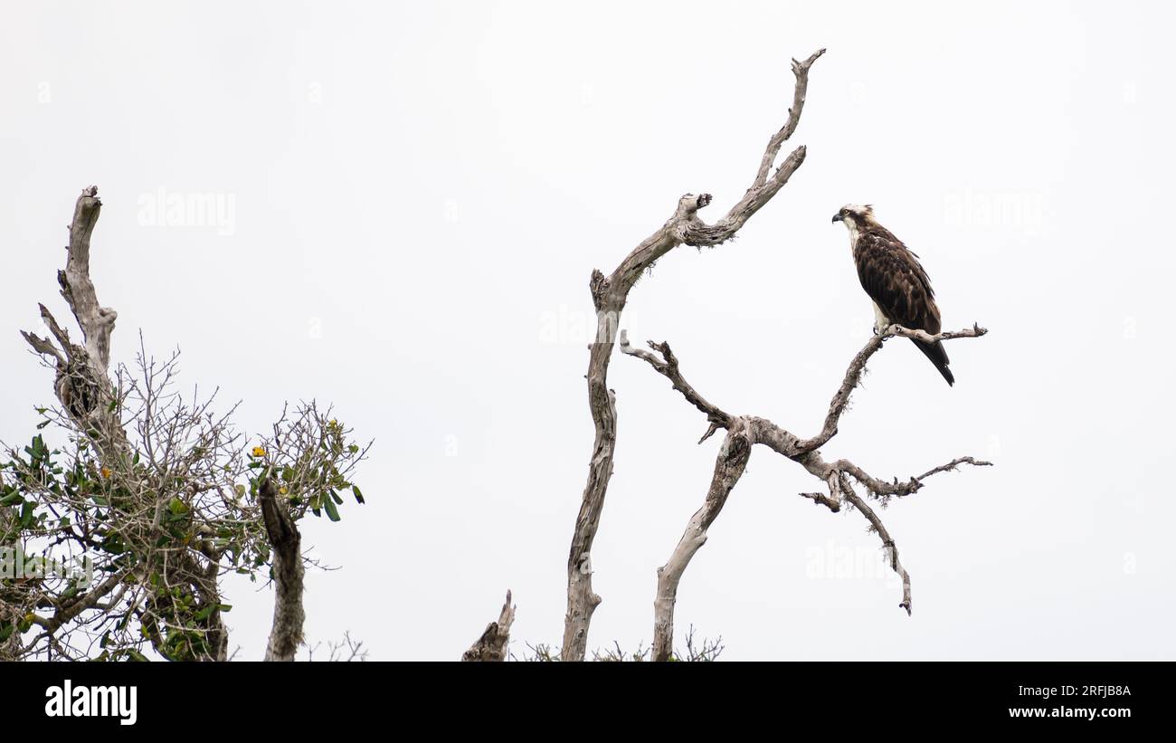 Osprey perch on a dead tree branch high above the water stream, Osprey ...