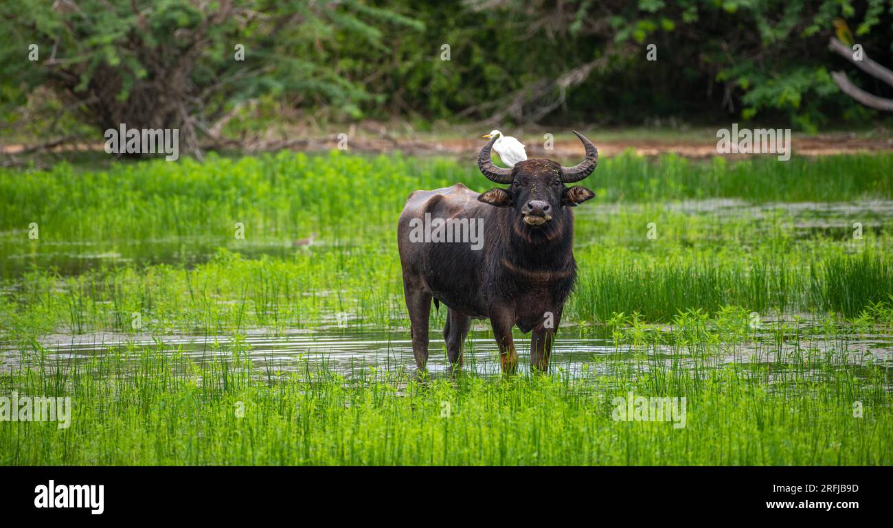 Wild water buffalo cooling off in a water puddle after the heavy rain ...