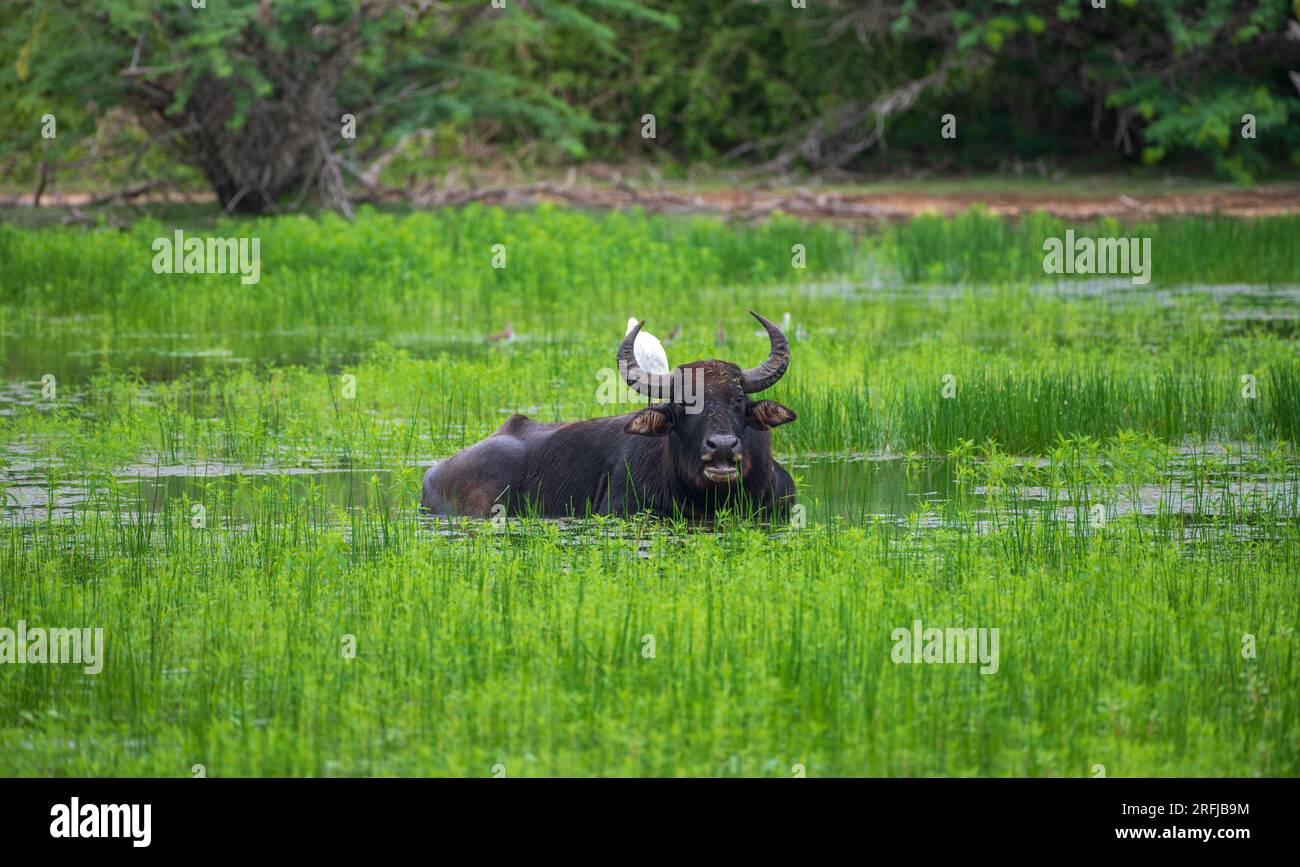 Wild water buffalo cooling off in a water puddle after the heavy rain ...