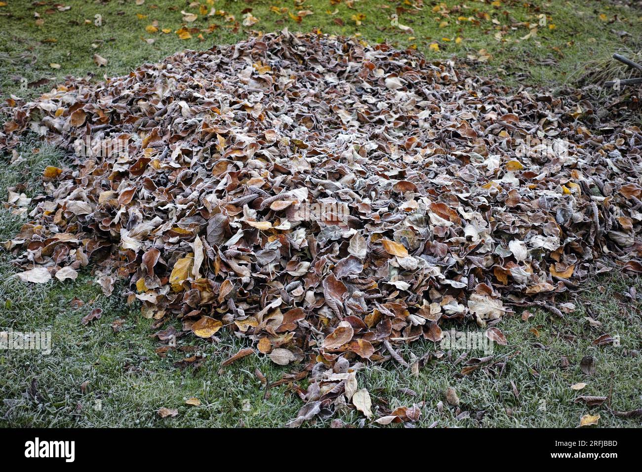 Grabbing fallen autumn leaves hi-res stock photography and images - Alamy