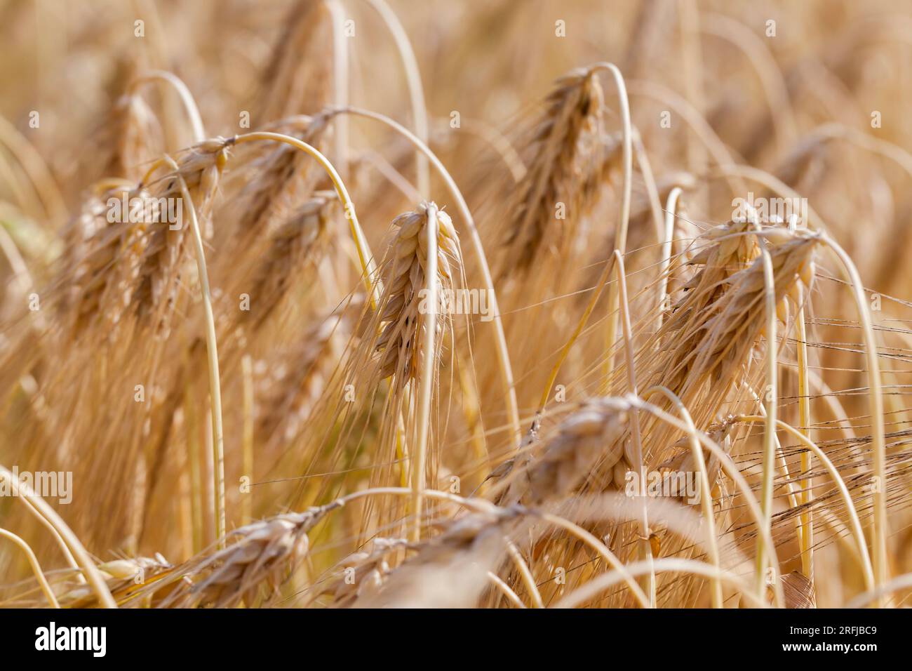 the color change of cereal rye to yellow orange during maturation ...