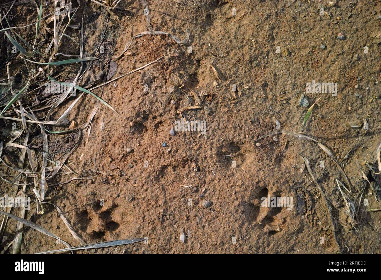 Muddy footprints trail hi-res stock photography and images - Alamy