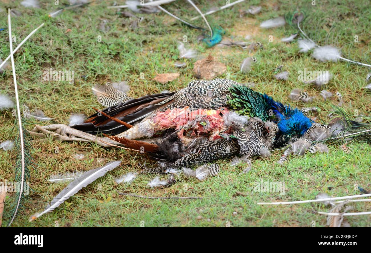Dead peafowls rotting carcass on the ground, Victim of a hungry ...