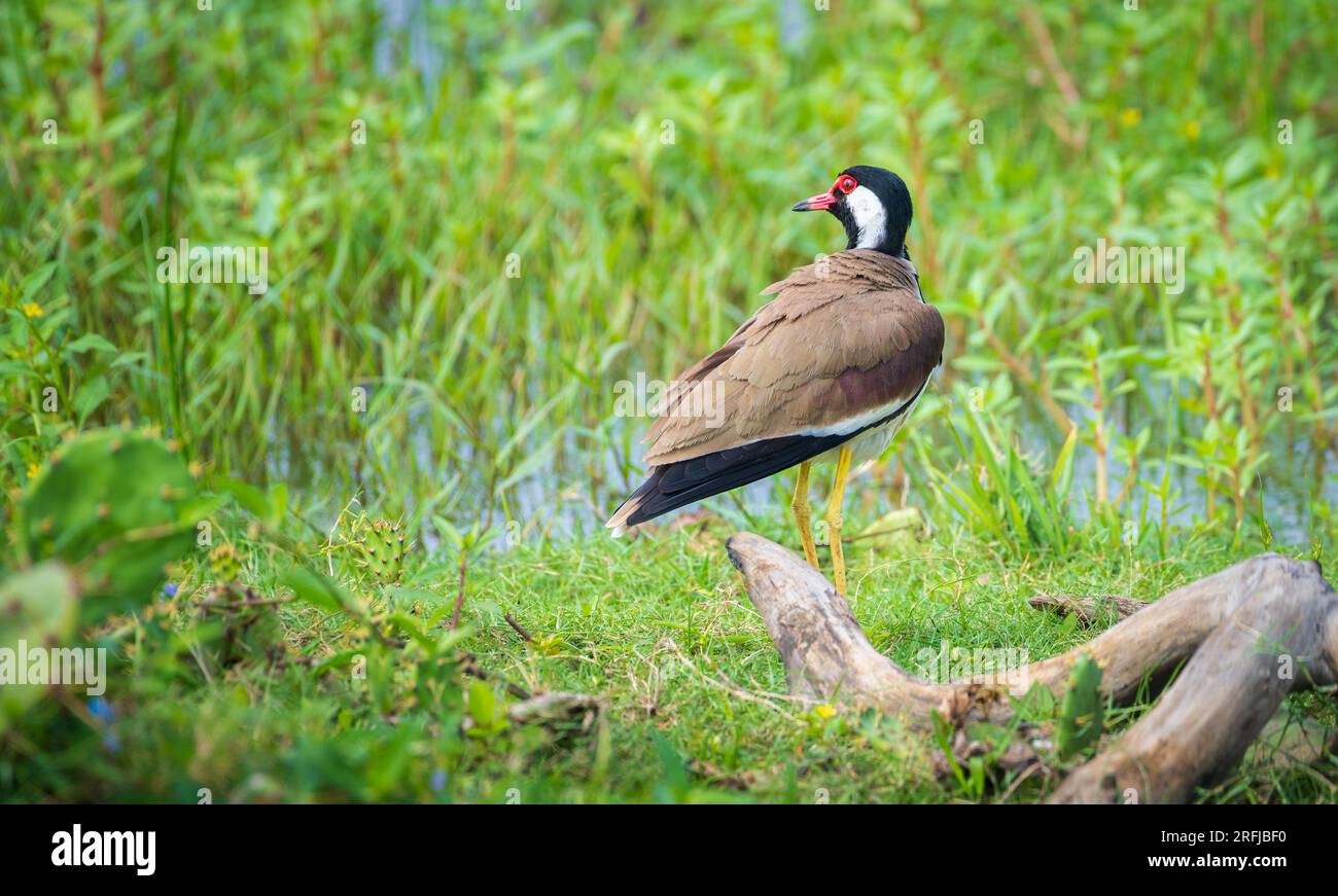 Beautiful Red-wattled lapwing bird close-up portraiture, photographed ...