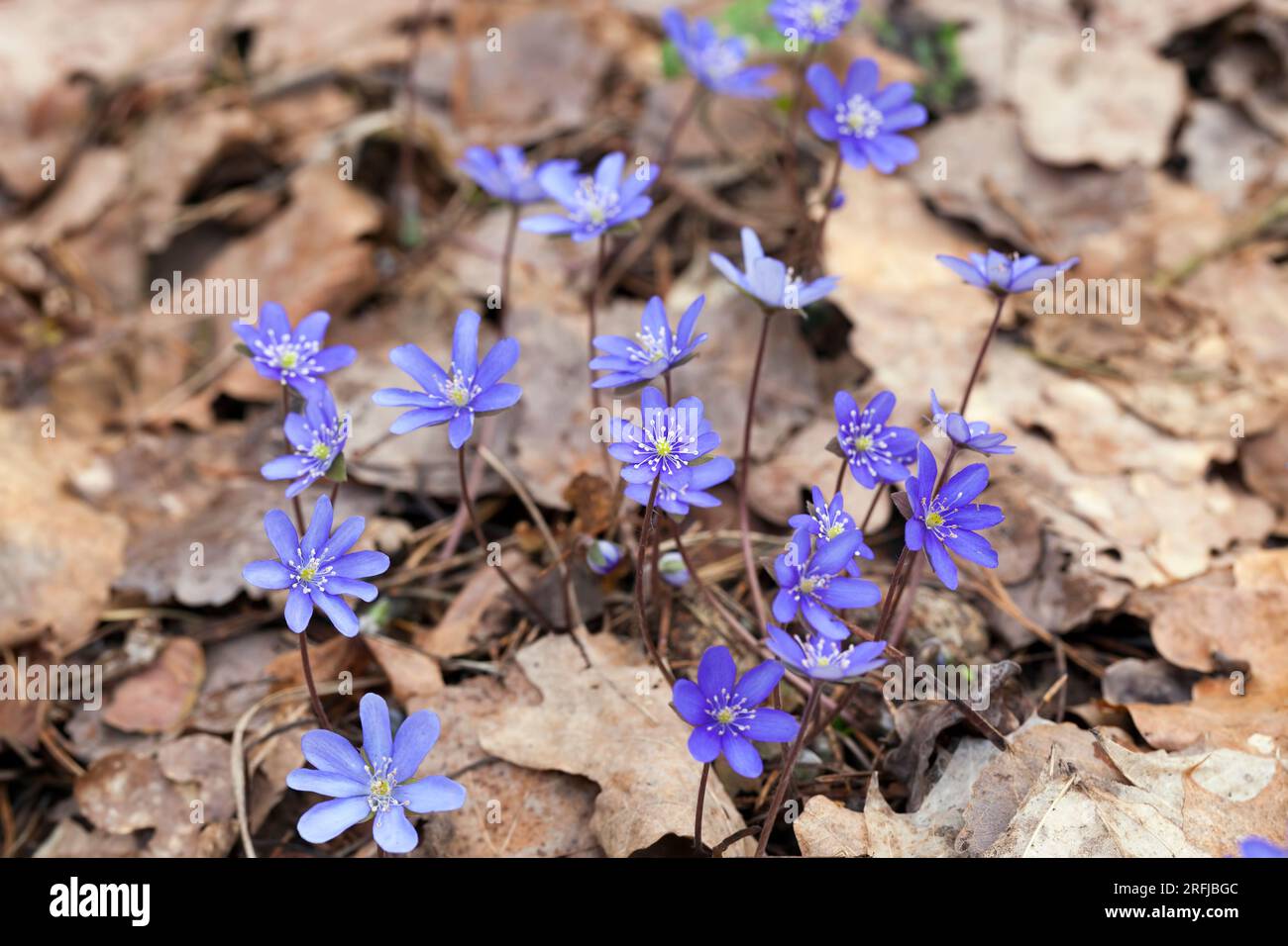 forest plants in the spring in the forest, the first blue forest ...