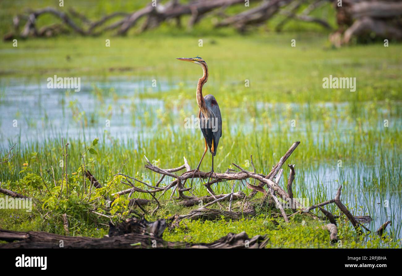 Purple heron and the serene natural habitat, Large wading bird at Yala ...