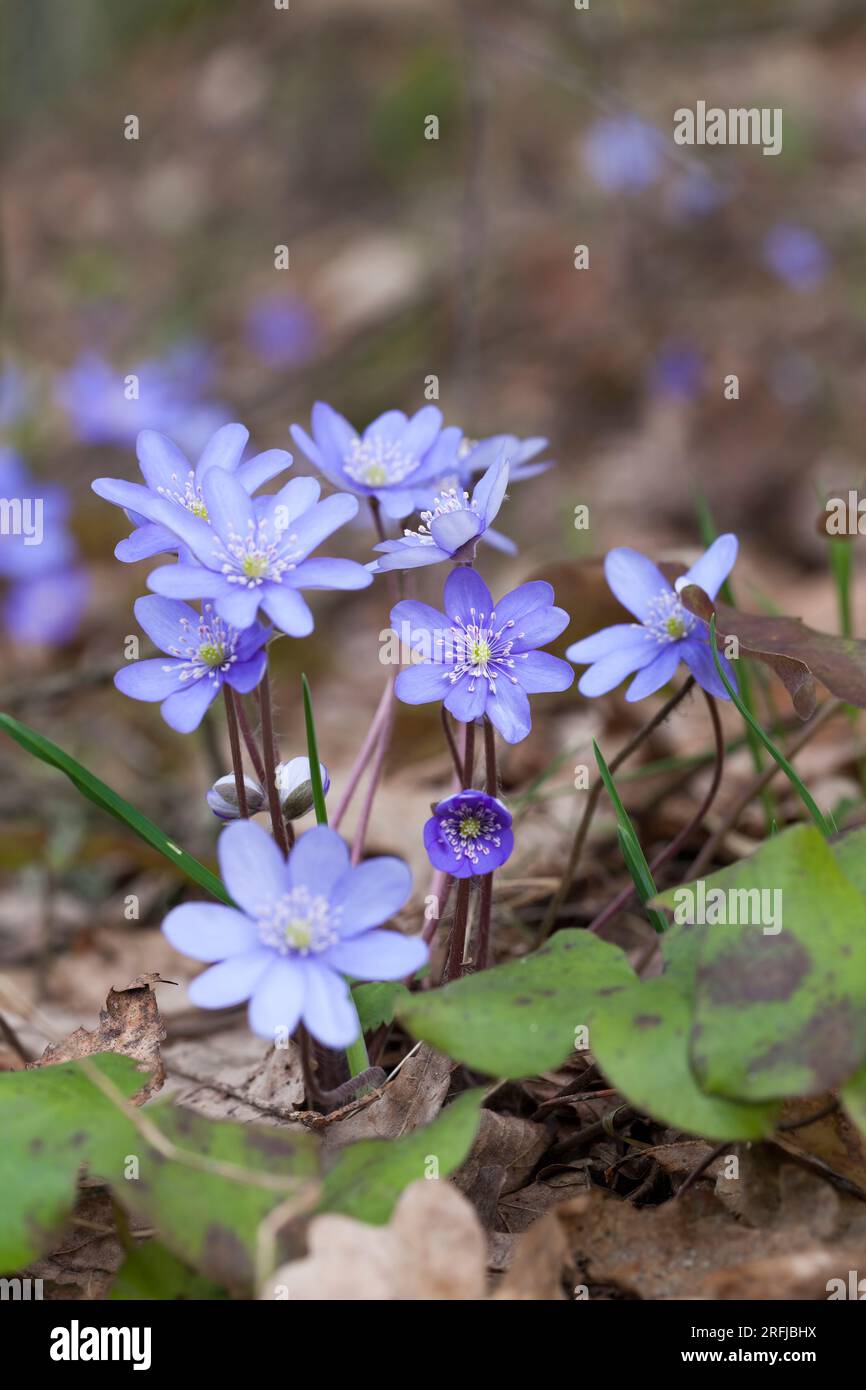 the first blue forest flowers in the spring season, forest plants in ...