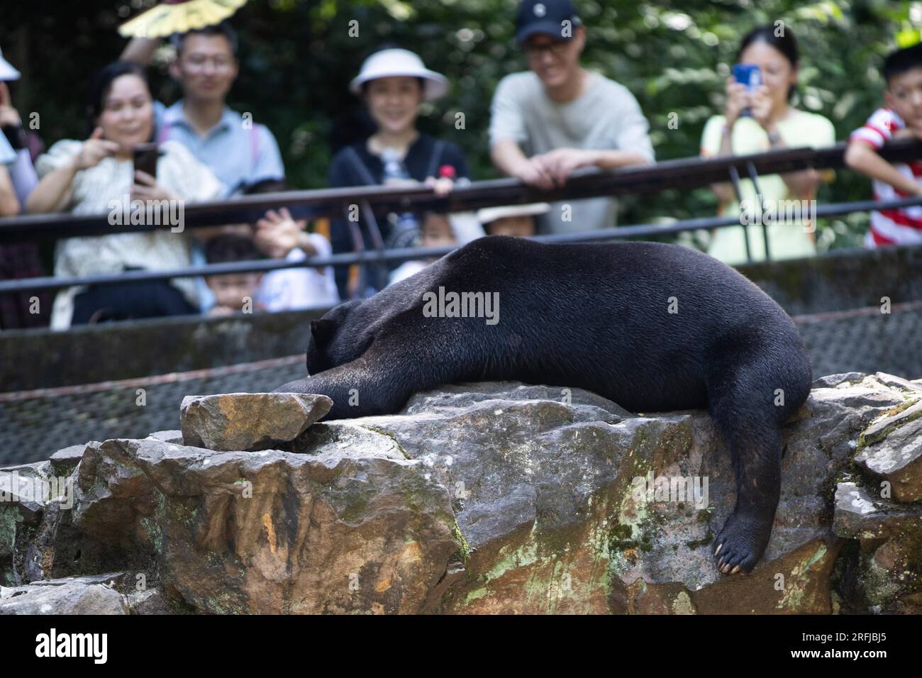 Many people come to watch the Malayan sun bear who can stands upright ...