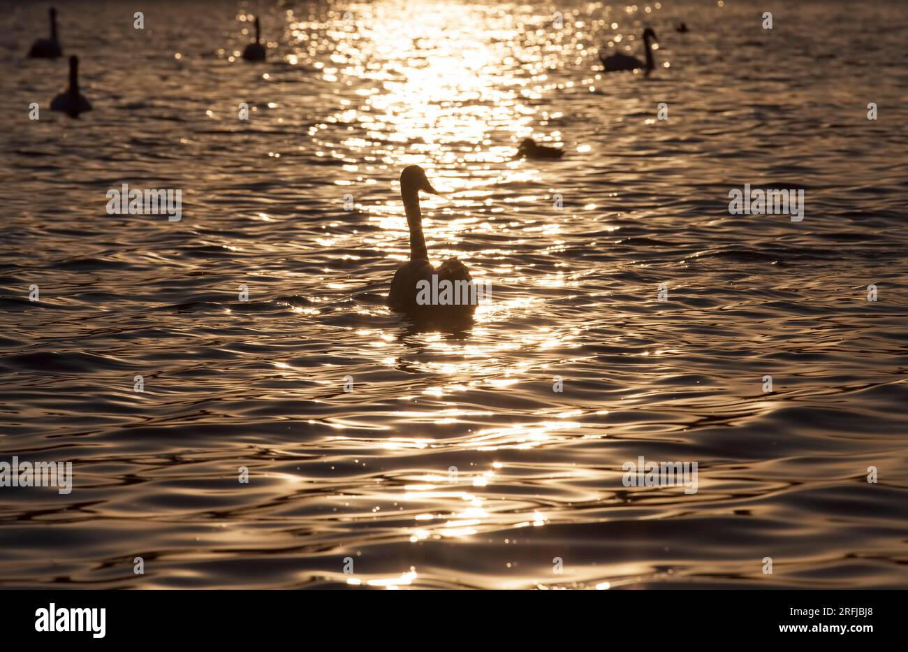 closeup lone white Swan, beautiful waterfowl swans in spring, a large ...