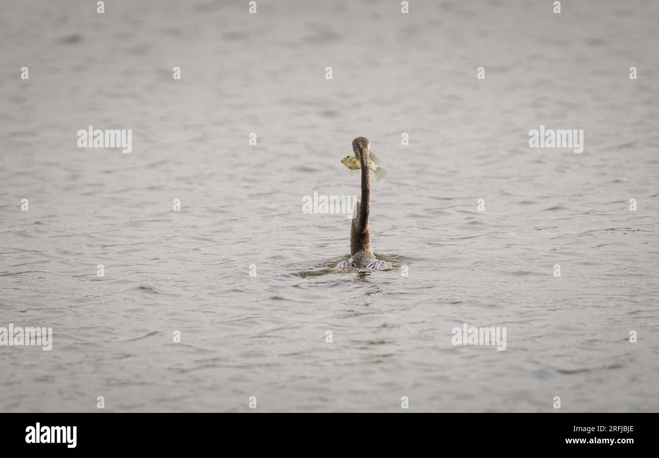 Fish in beaks hi-res stock photography and images - Alamy