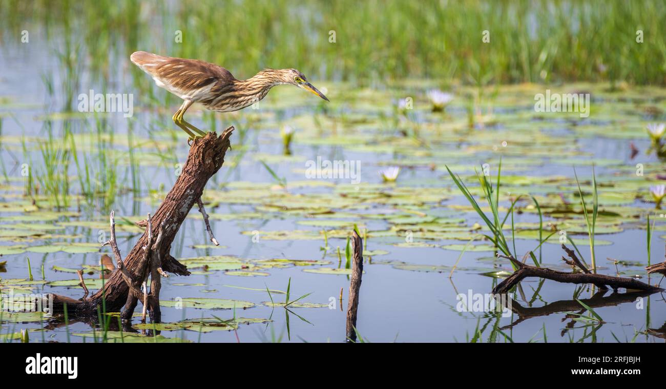 Indian pond heron perch in a dead tree trunk in the marsh at Bundala ...