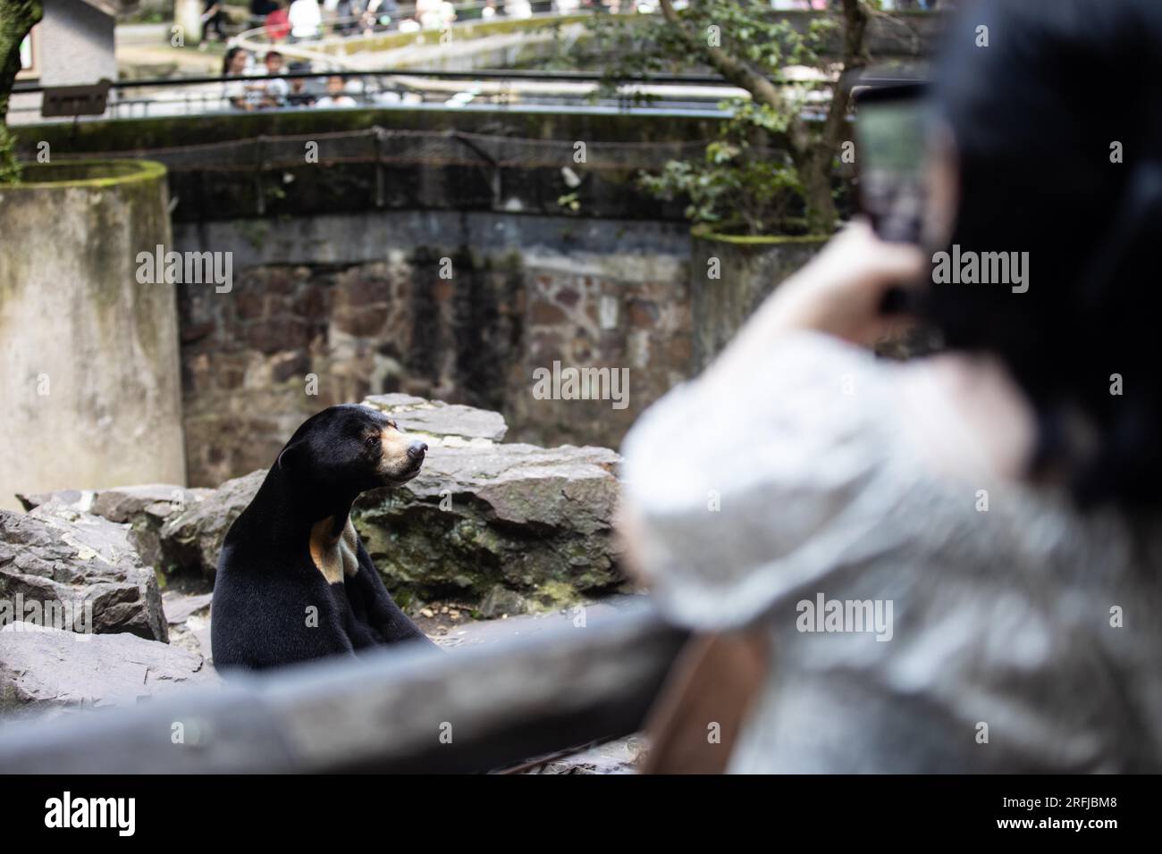 Many people come to watch the Malayan sun bear who can stands upright ...