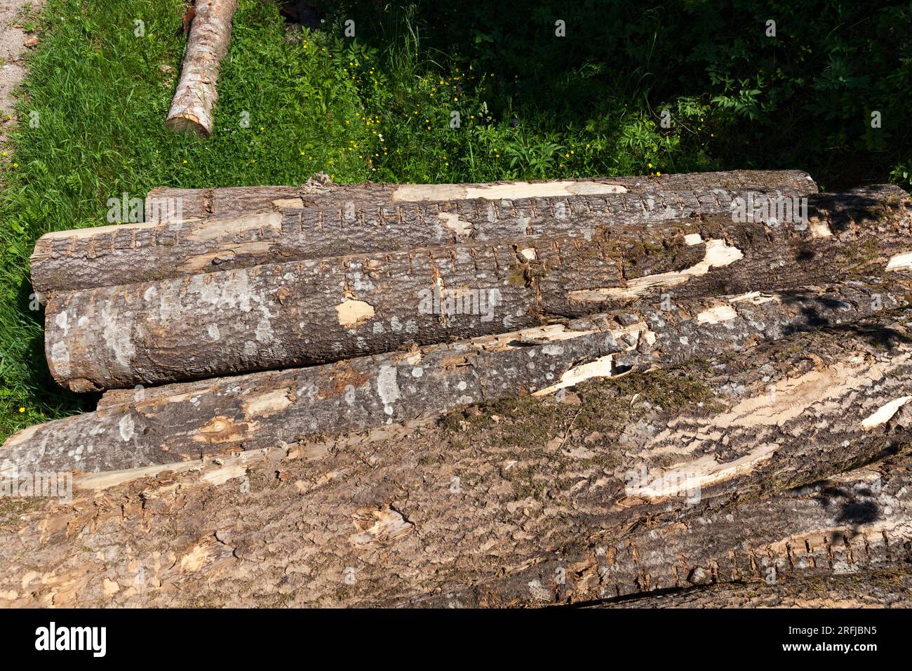 logs of coniferous pines stacked together during wood harvesting, wood ...
