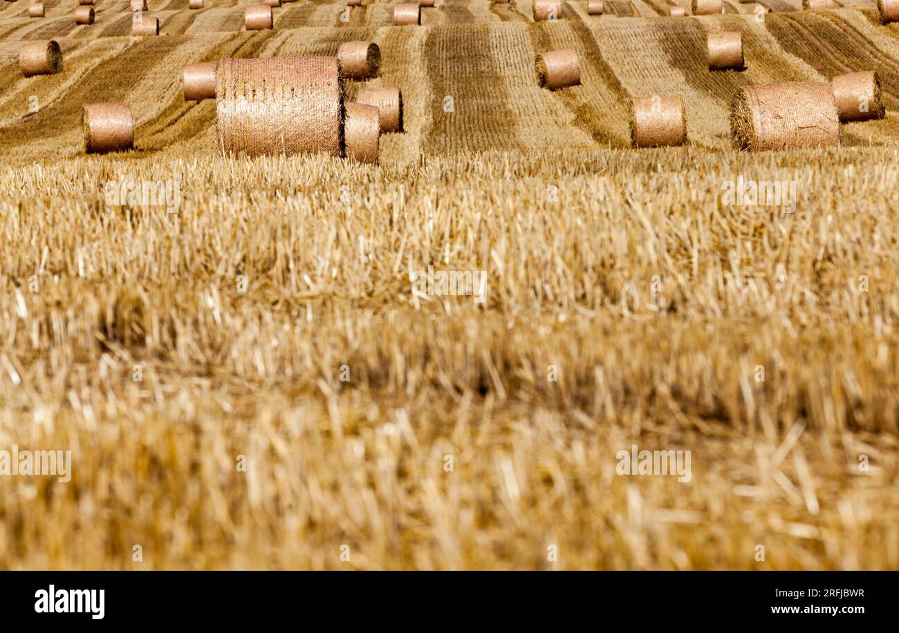stacks of wheat straw were left after the wheat harvest, an ...