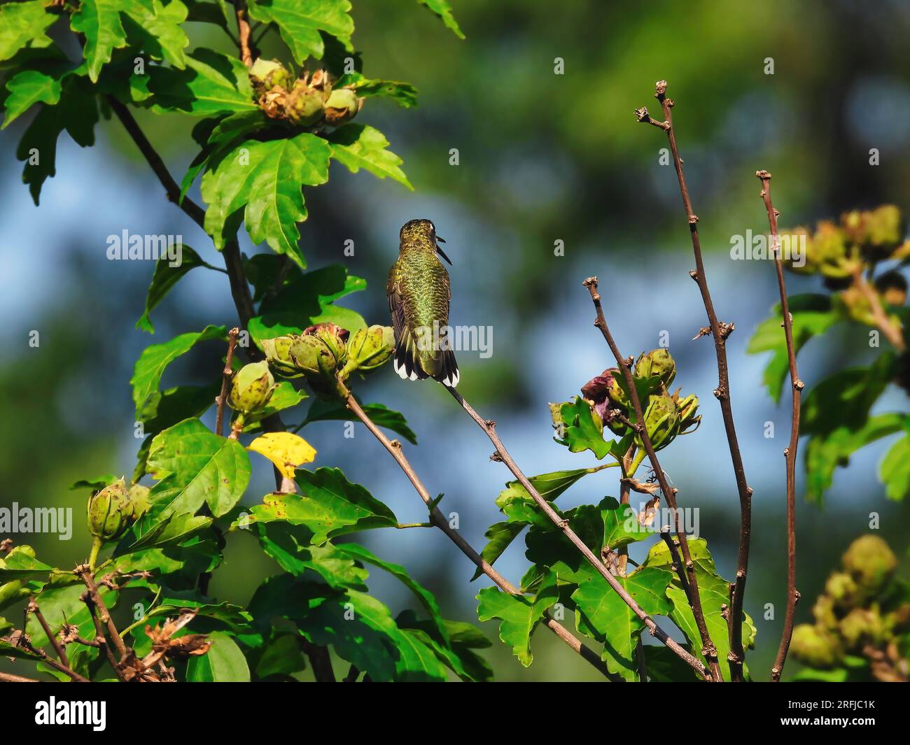 Hummingbird Perched on a Branch with Beak Open: A ruby-throated ...