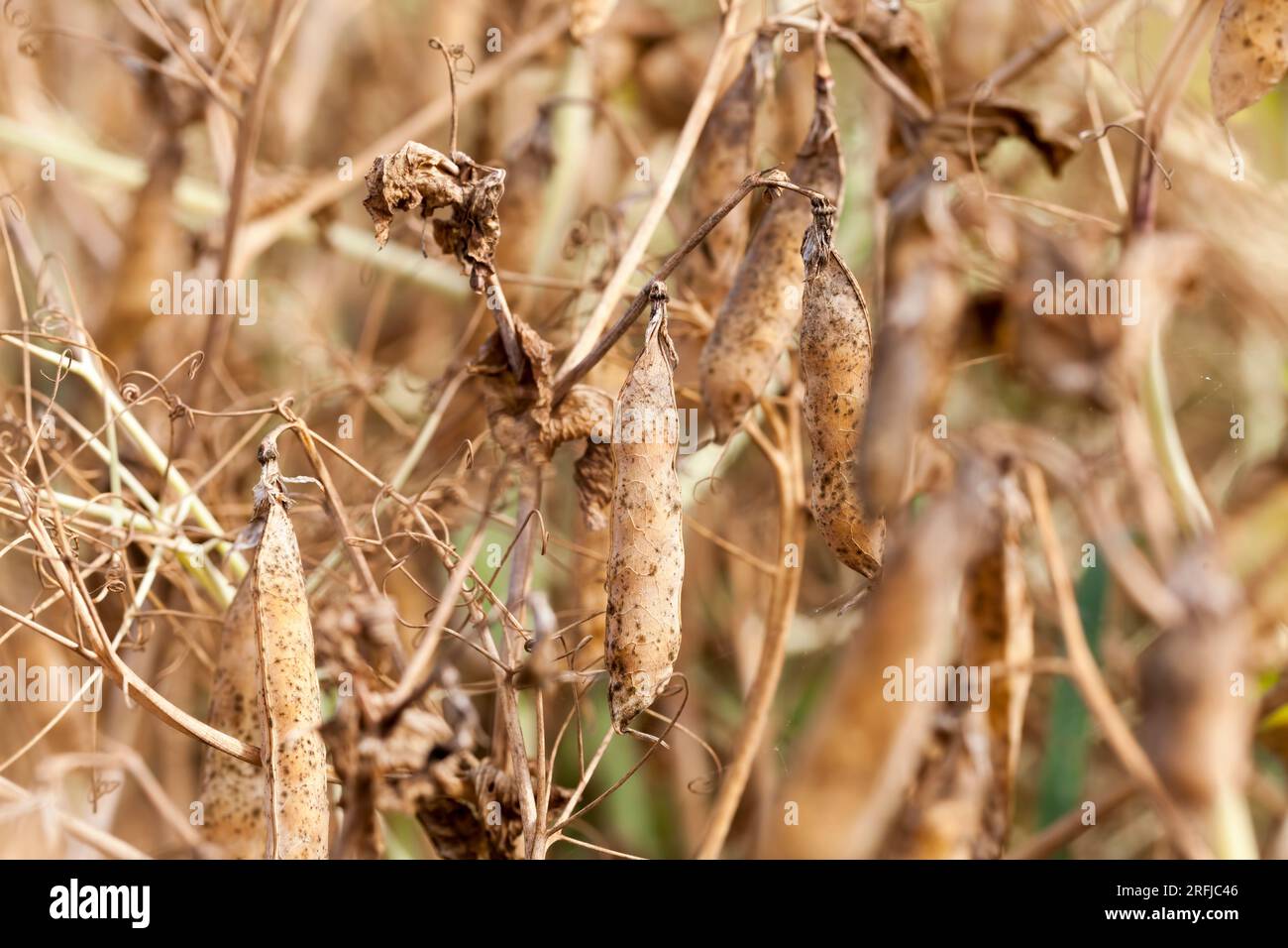 the field with the pea crop is yellow, the pea plants are yellow and ...